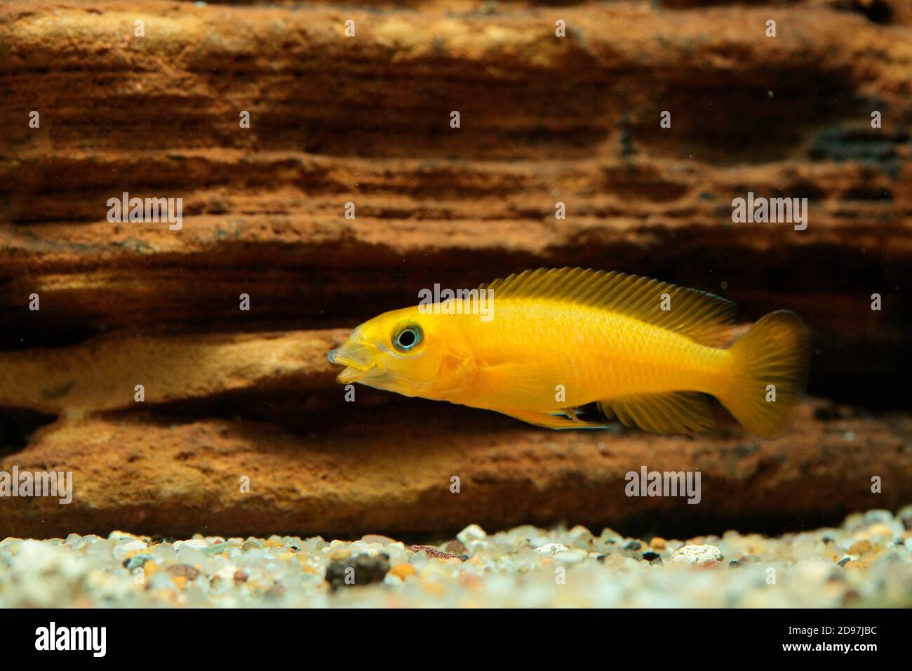 Lemon Cichlid (Neolamprologus leleupi) in aquarium Stock Photo - Alamy