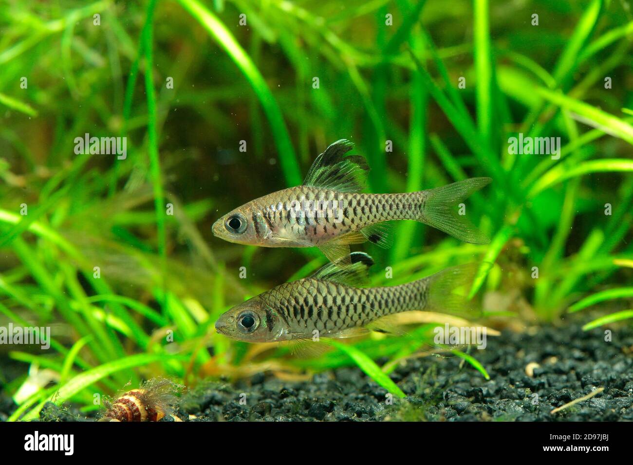 Aquarium barb hi-res stock photography and images - Alamy