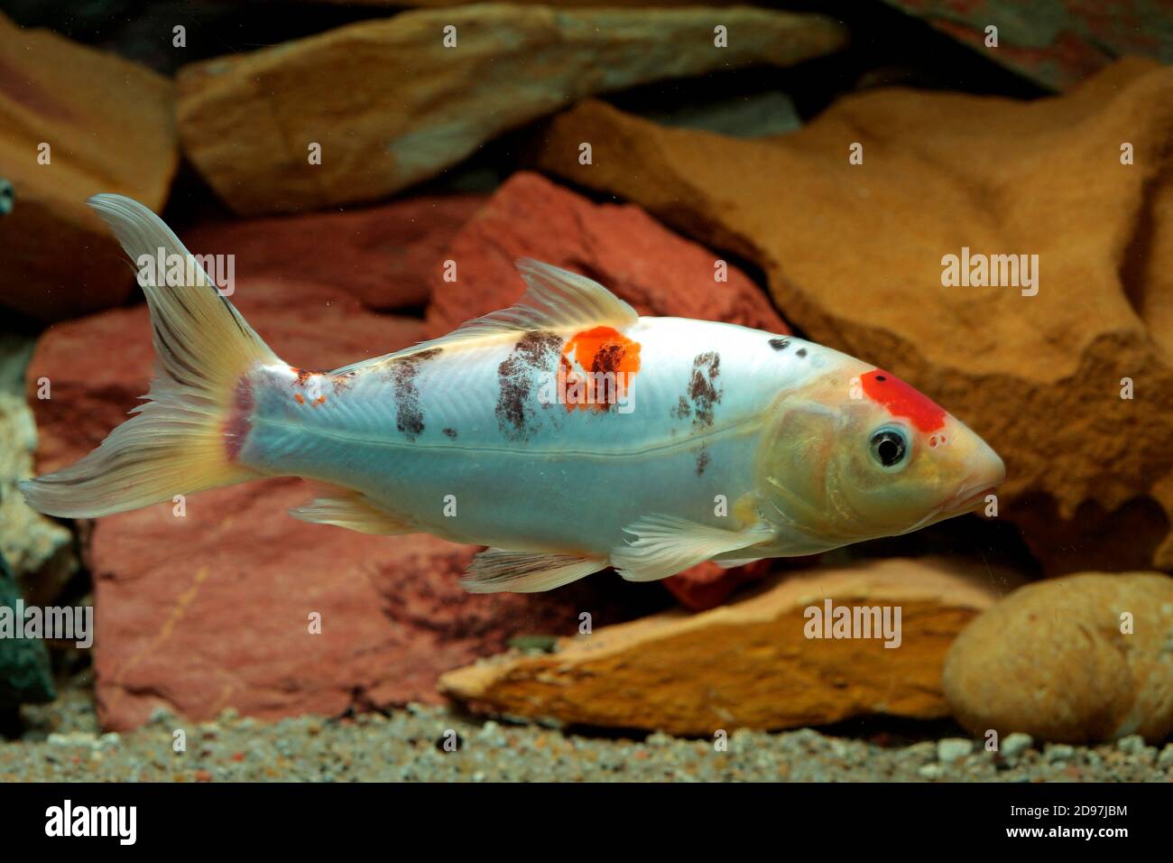 Koi (Cyprinus carpio carpio) in aquariuml Stock Photo - Alamy