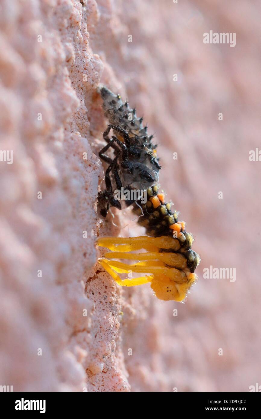 Asian lady Beetle (Harmonia axyridis) larva moulting on a wall, Alsace ...