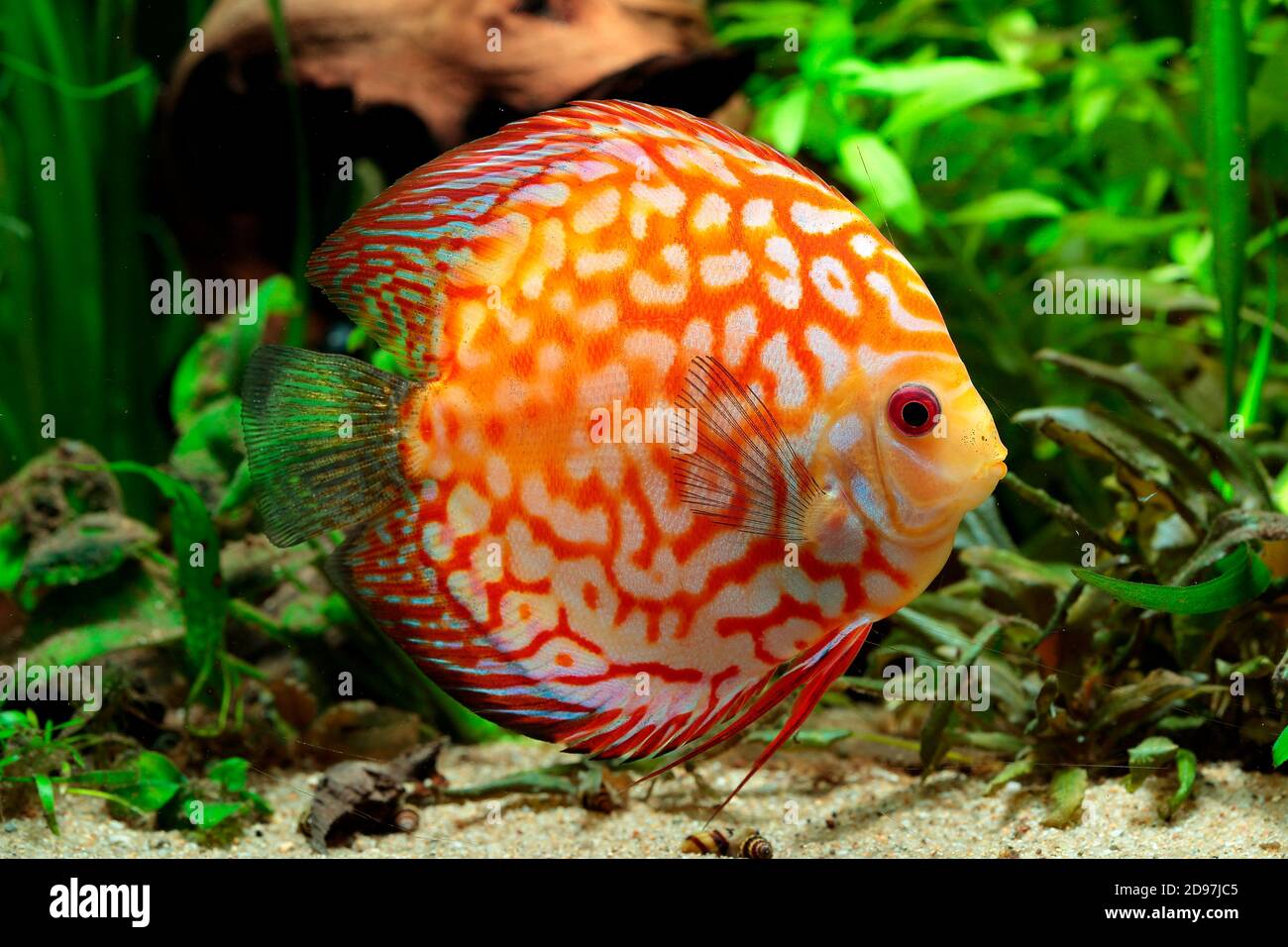 Domestic pigeon profile hi-res stock photography and images - Alamy
