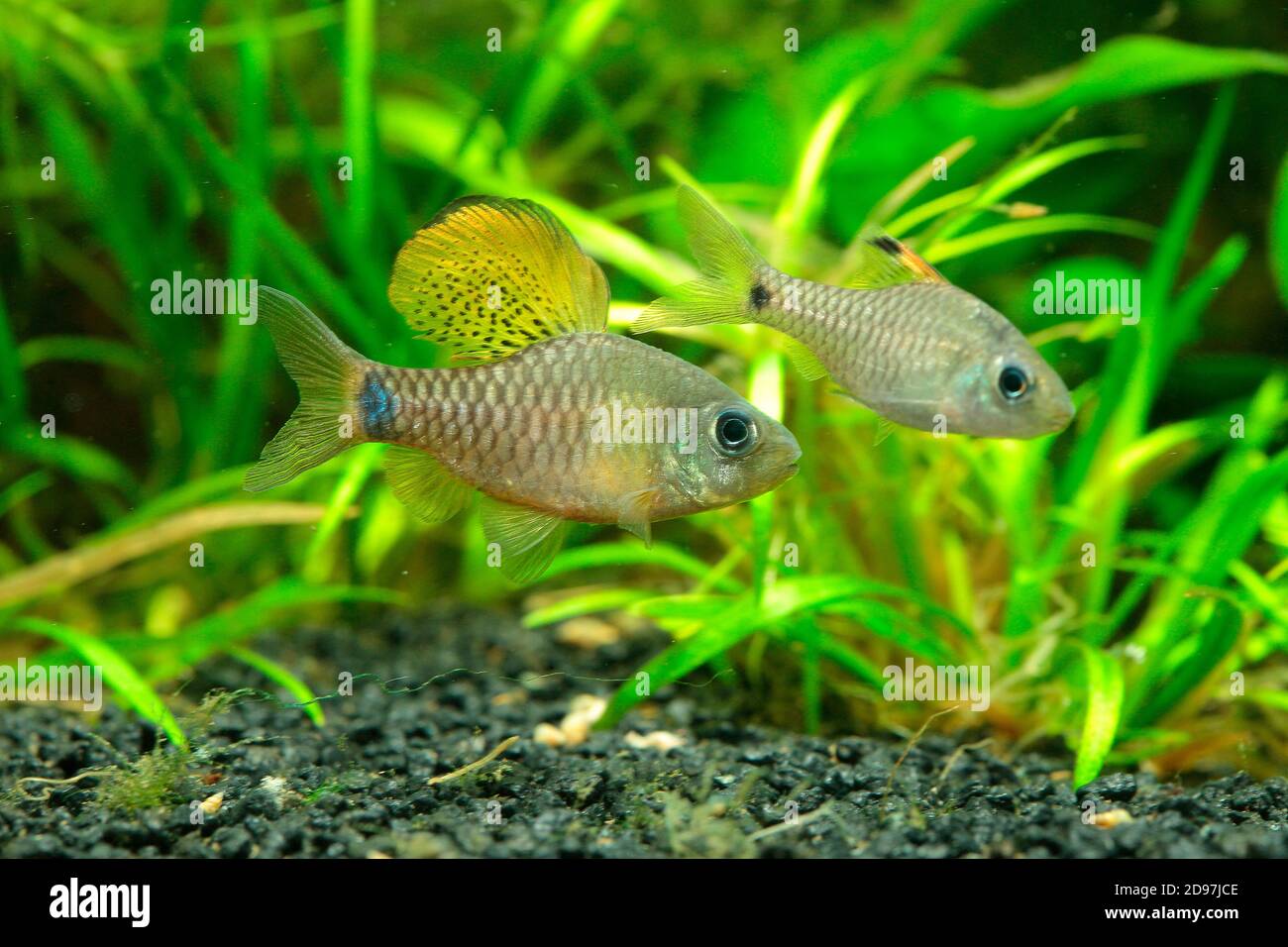 Drape Fin Barb (Oreichthys crenuchoides) male displaying in front of ...