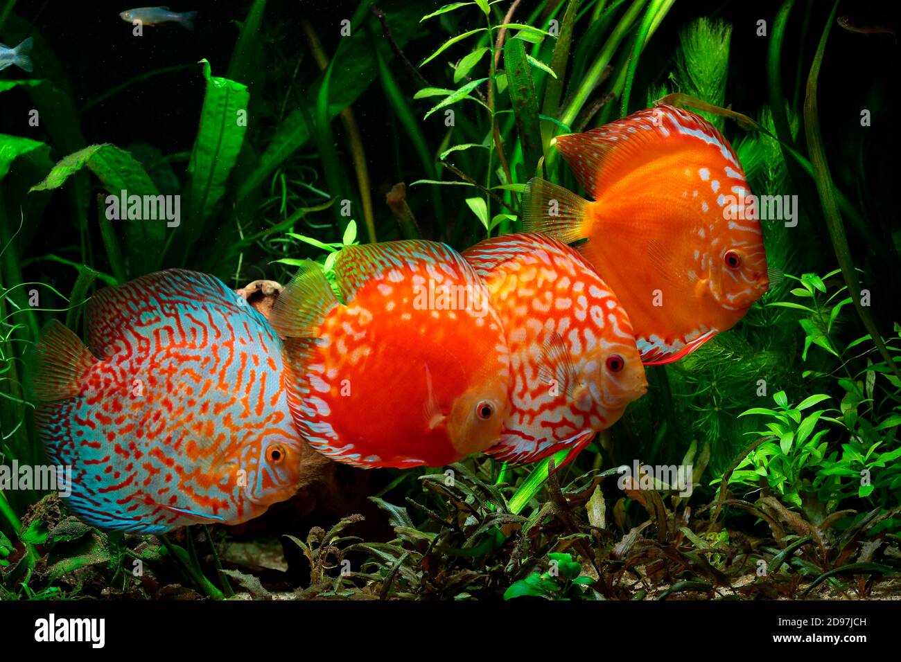 Discus (Symphysodon aequifasciatus) red pigeon blood in aquarium Stock ...