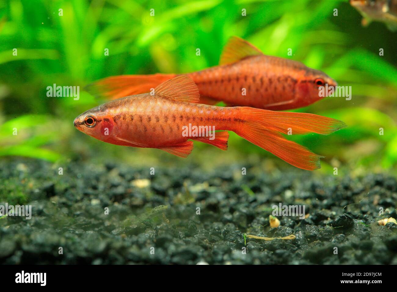 Cherry barb (Puntius titteya) male variety veil in aquarium Stock Photo ...