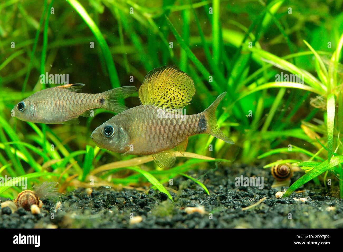 Drape Fin Barb (Oreichthys crenuchoides) male displaying in front of ...