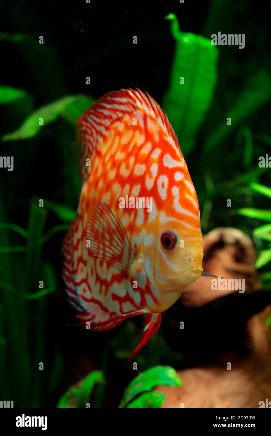 Discus (Symphysodon aequifasciatus) red pigeon blood in aquarium Stock ...
