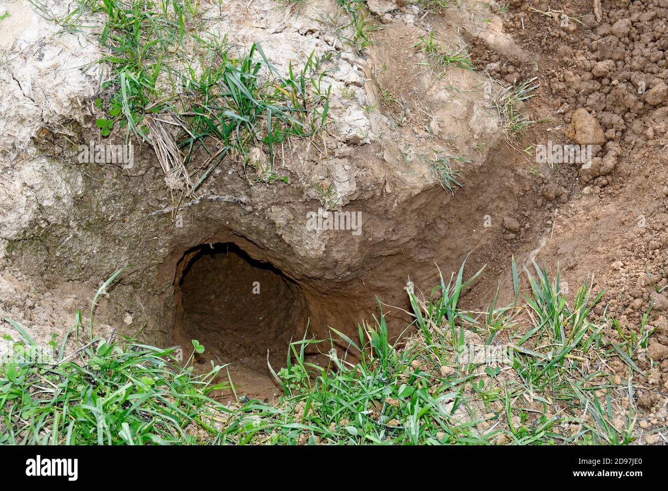 Eurasian badger burrow (Meles mesles) dug in the edge of a hedge in a ...