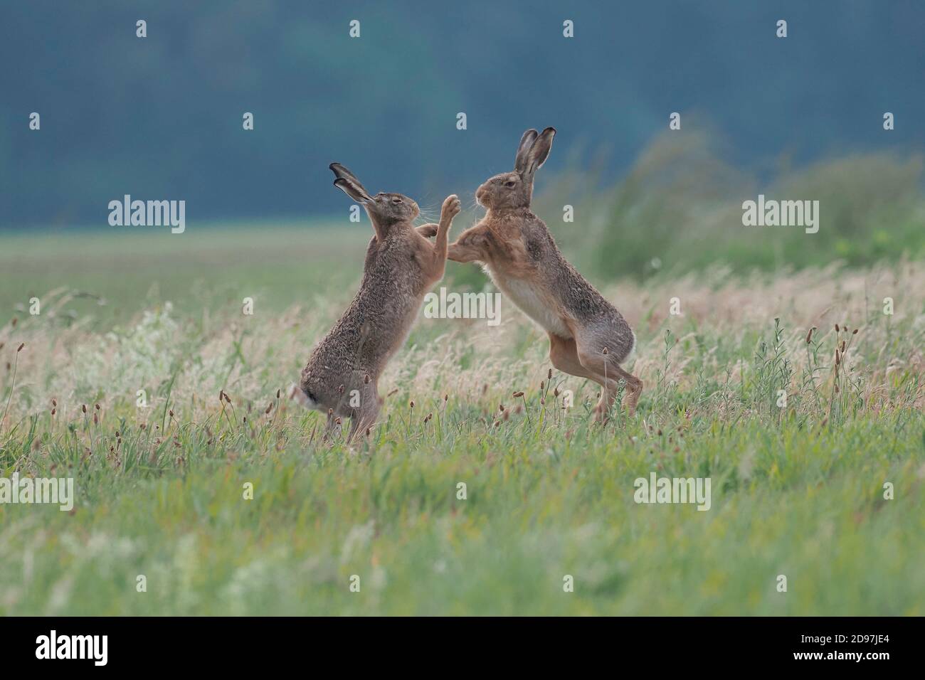 European hare (Lepus europaeus), March madness in spring, Alsace ...