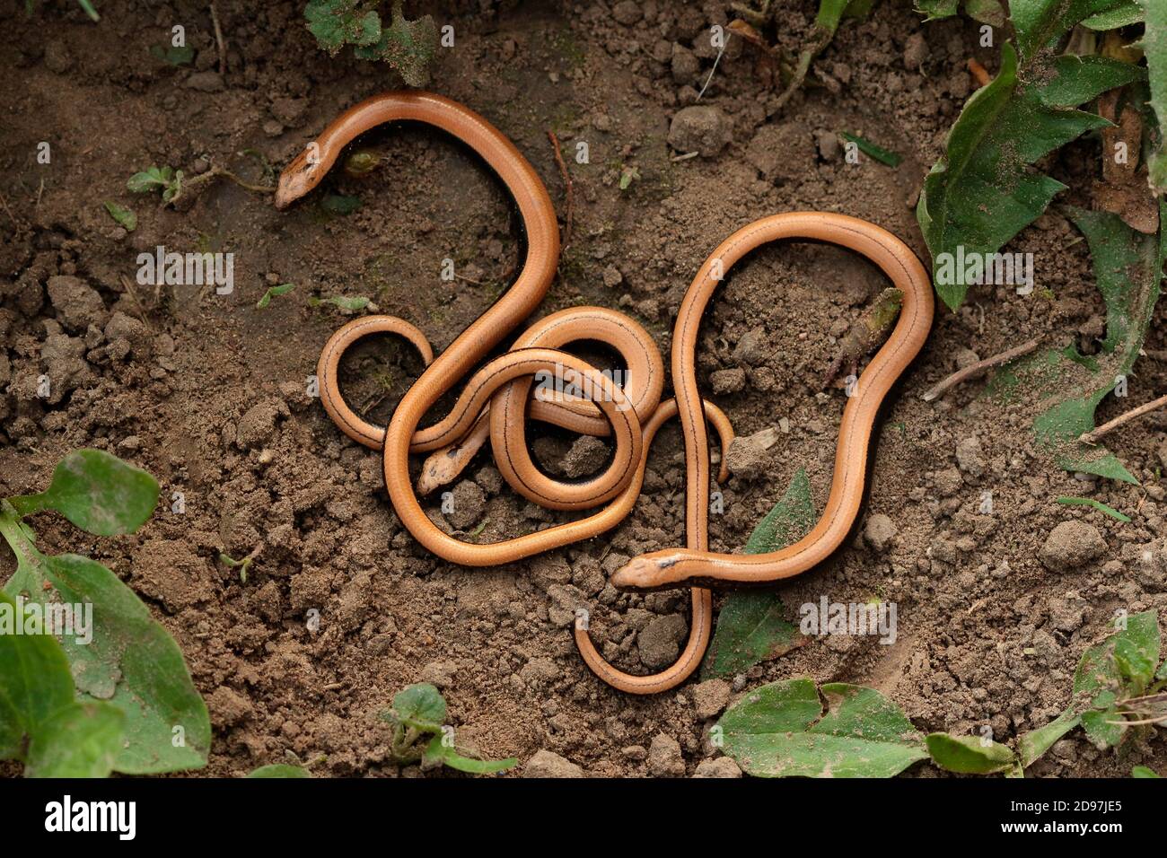 Slow worm garden hi-res stock photography and images - Alamy