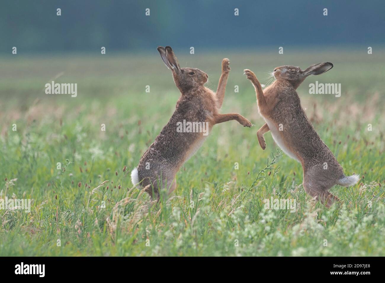 European hare (Lepus europaeus), March madness in spring, Alsace ...