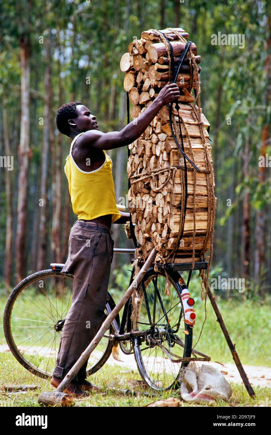 Malawi: Log merchants cut firewood and take them on their bicycles to ...