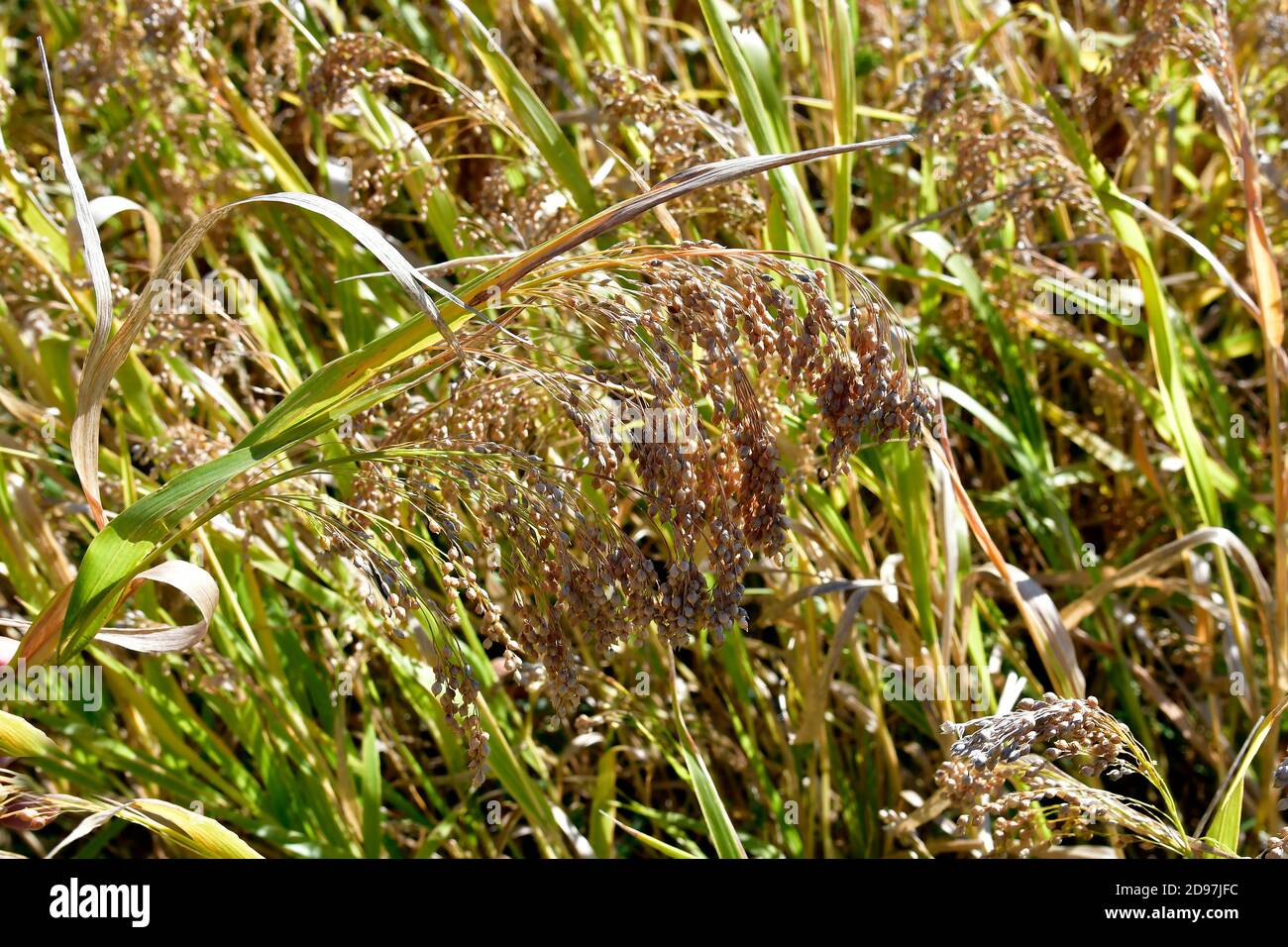 Proso millet hi-res stock photography and images - Alamy