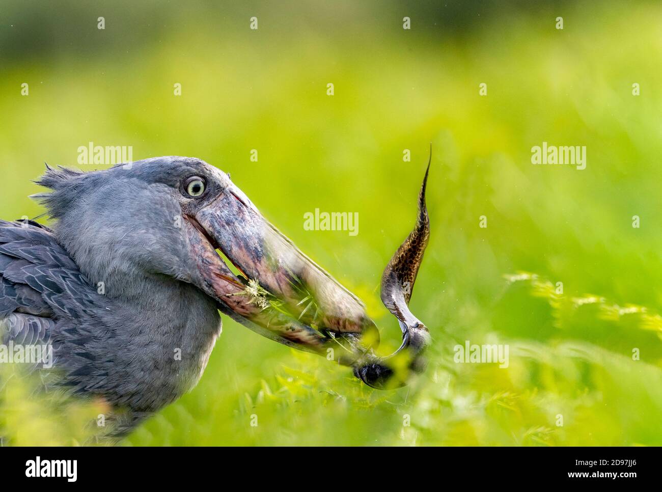 Shoebill (Balaeniceps rex), catching a dipneuste (protoptera ...