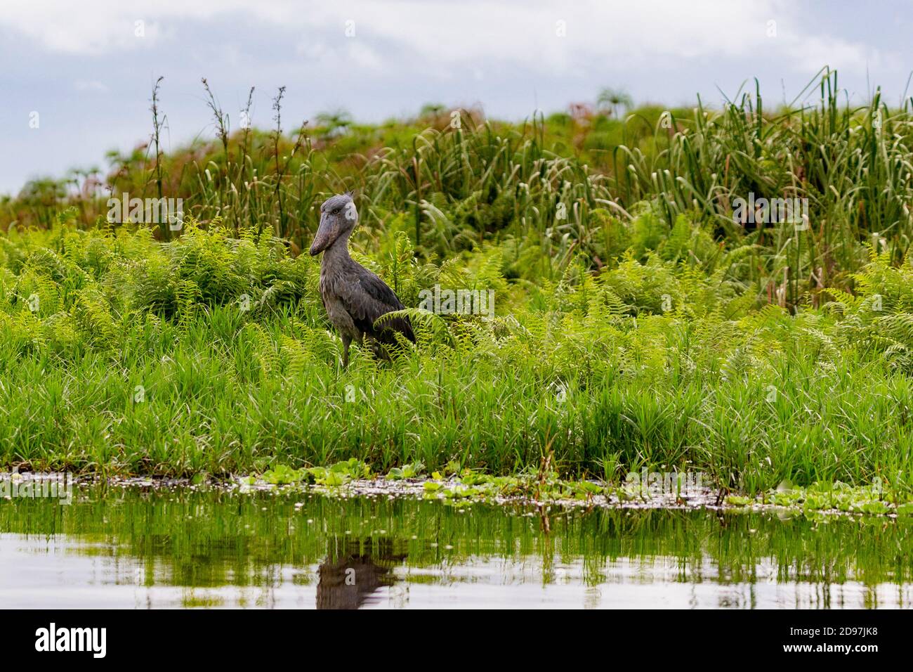 Shoebill (Balaeniceps rex), hunting for dipneuste (protoptera ...