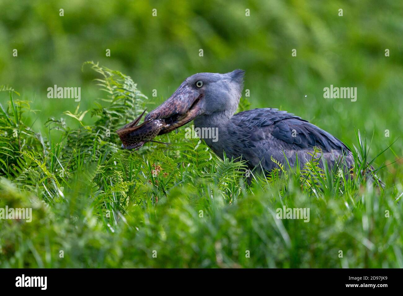 Shoebill (Balaeniceps rex), catching a dipneuste (protoptera ...