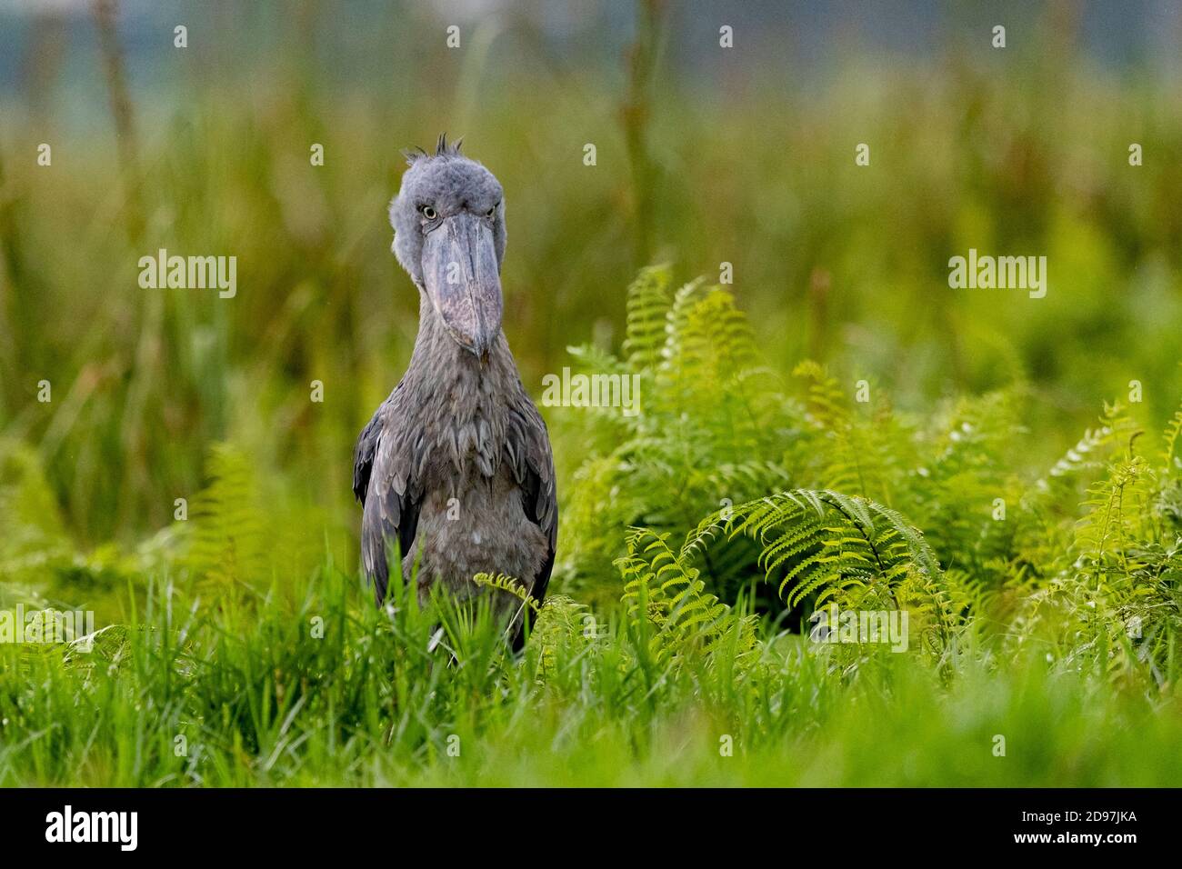 Shoebill (Balaeniceps rex), hunting for dipneuste (protoptera ...