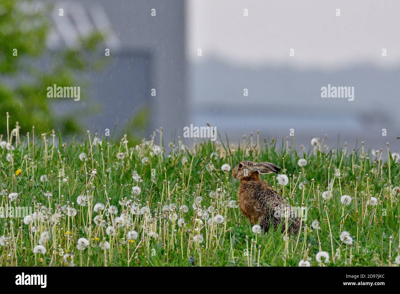 European Hare (Lepus europaeus) in grass, Doubs, France Stock Photo - Alamy