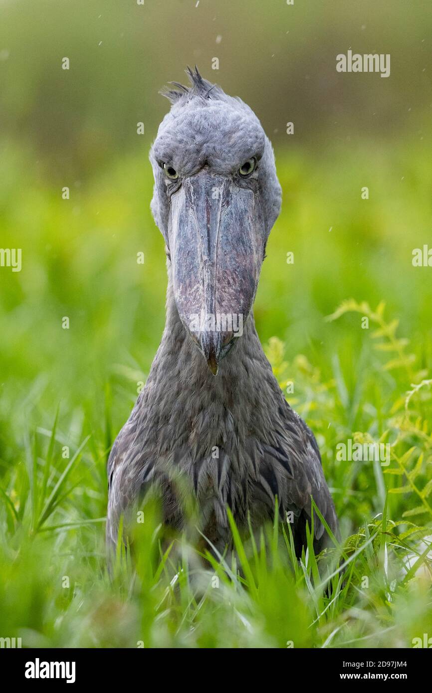 Shoebill (Balaeniceps rex), hunting for dipneuste (protoptera ...