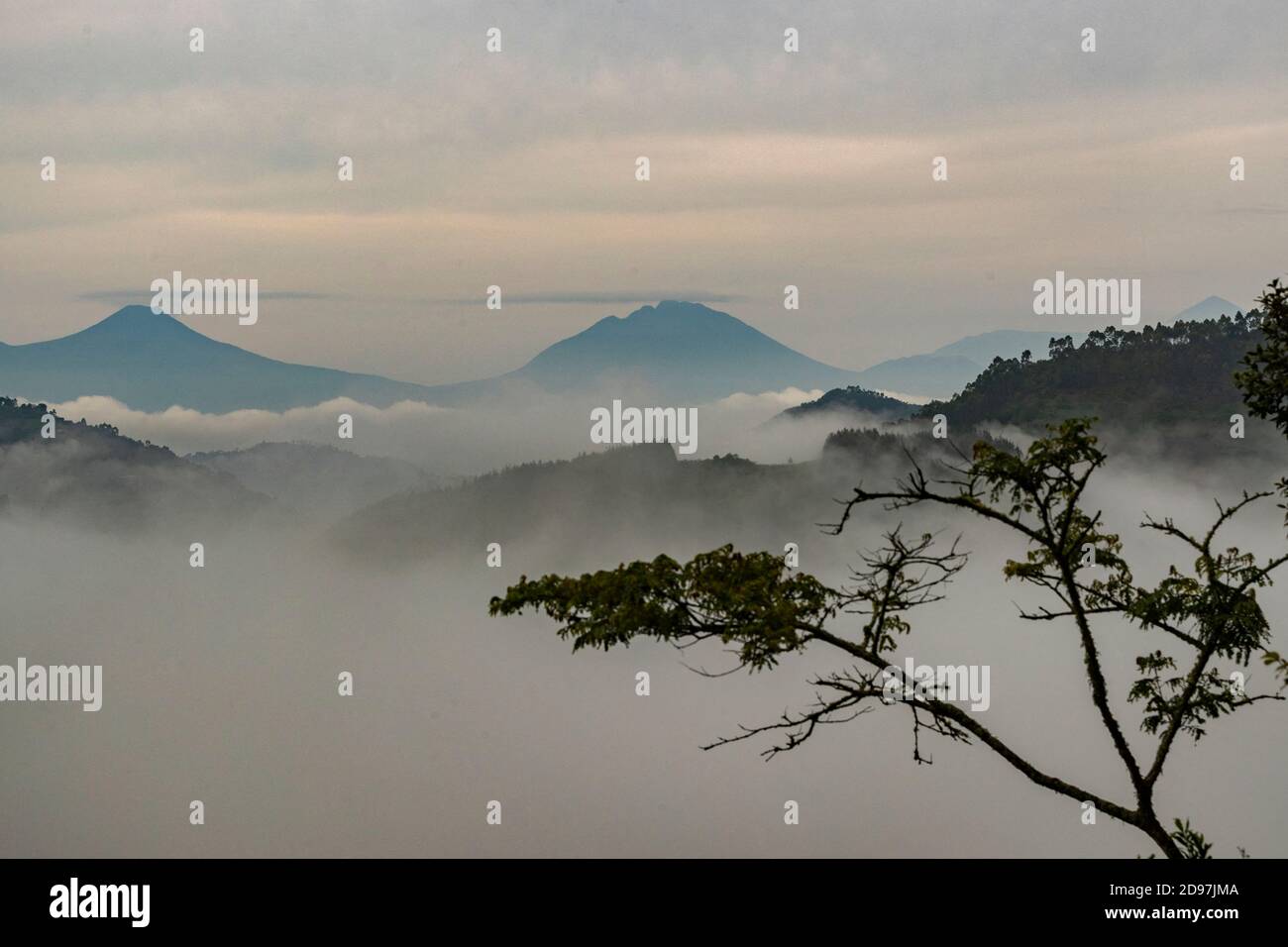 Tropical Rainforest, Virunga Volcanoes in the background, The ...
