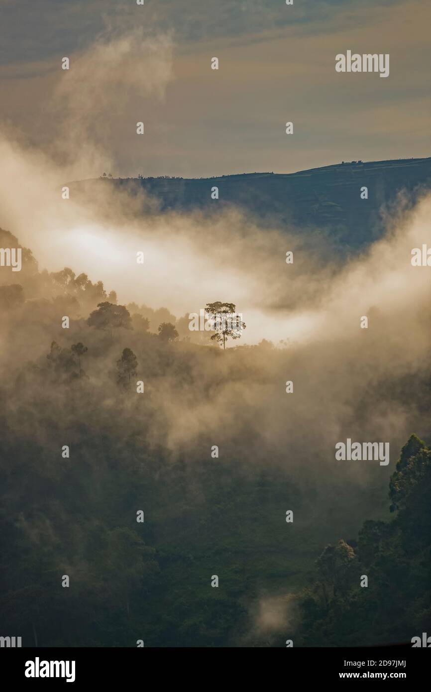 Tropical Rainforest, The rainforest of the Bwindi Impenetrable National ...