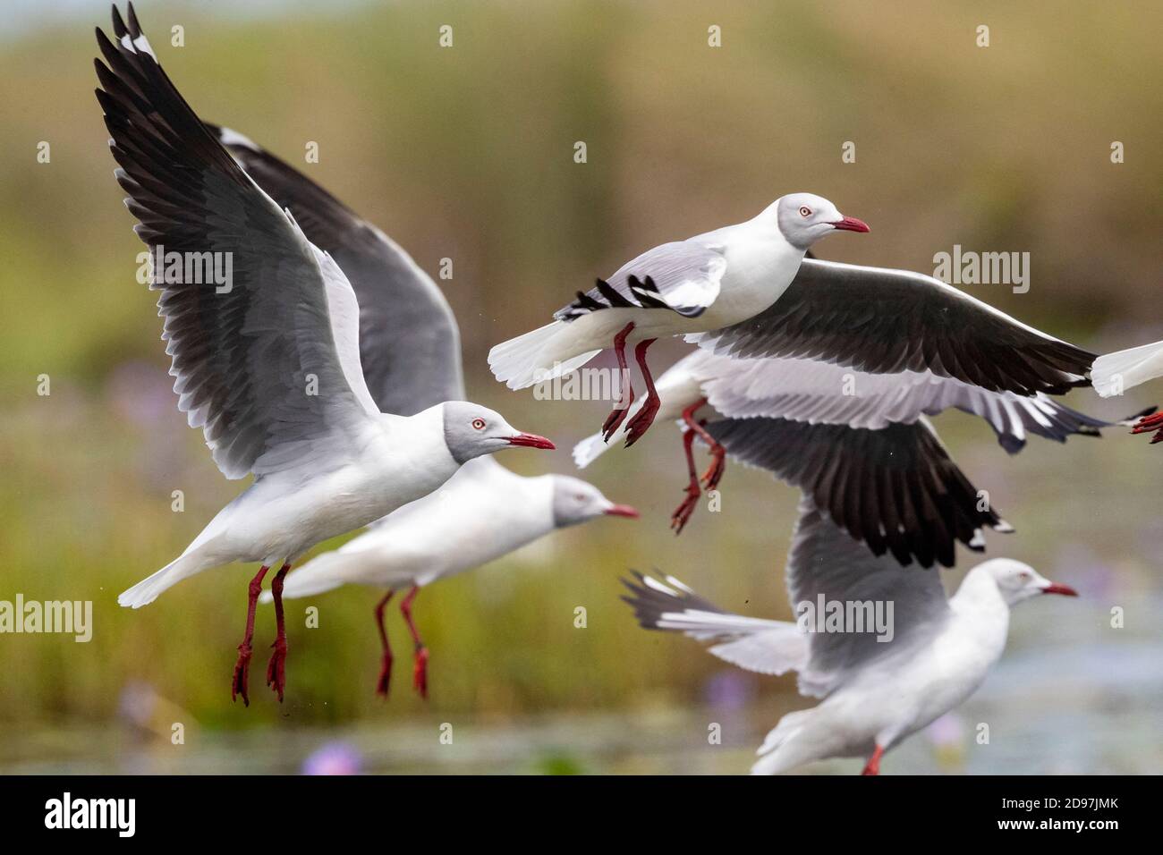 Grey-headed Gull (Chroicocephalus cirrocephalus), Mabamba swamp ,Uganda ...