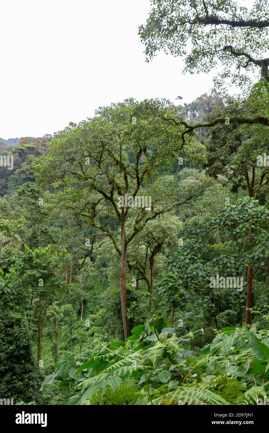 Tropical Rainforest, The rainforest of the Bwindi Impenetrable National ...