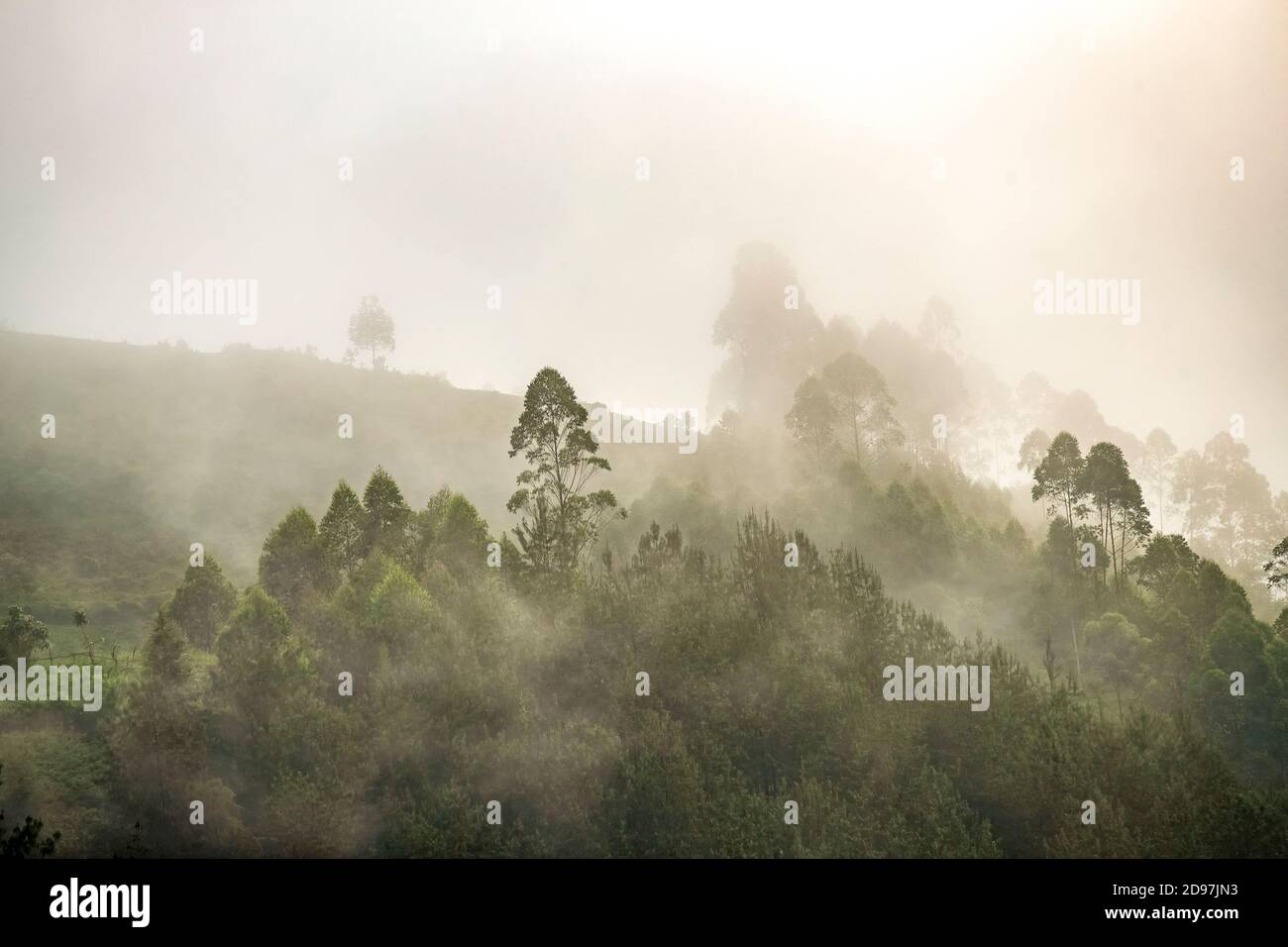 Tropical Rainforest, The rainforest of the Bwindi Impenetrable National ...