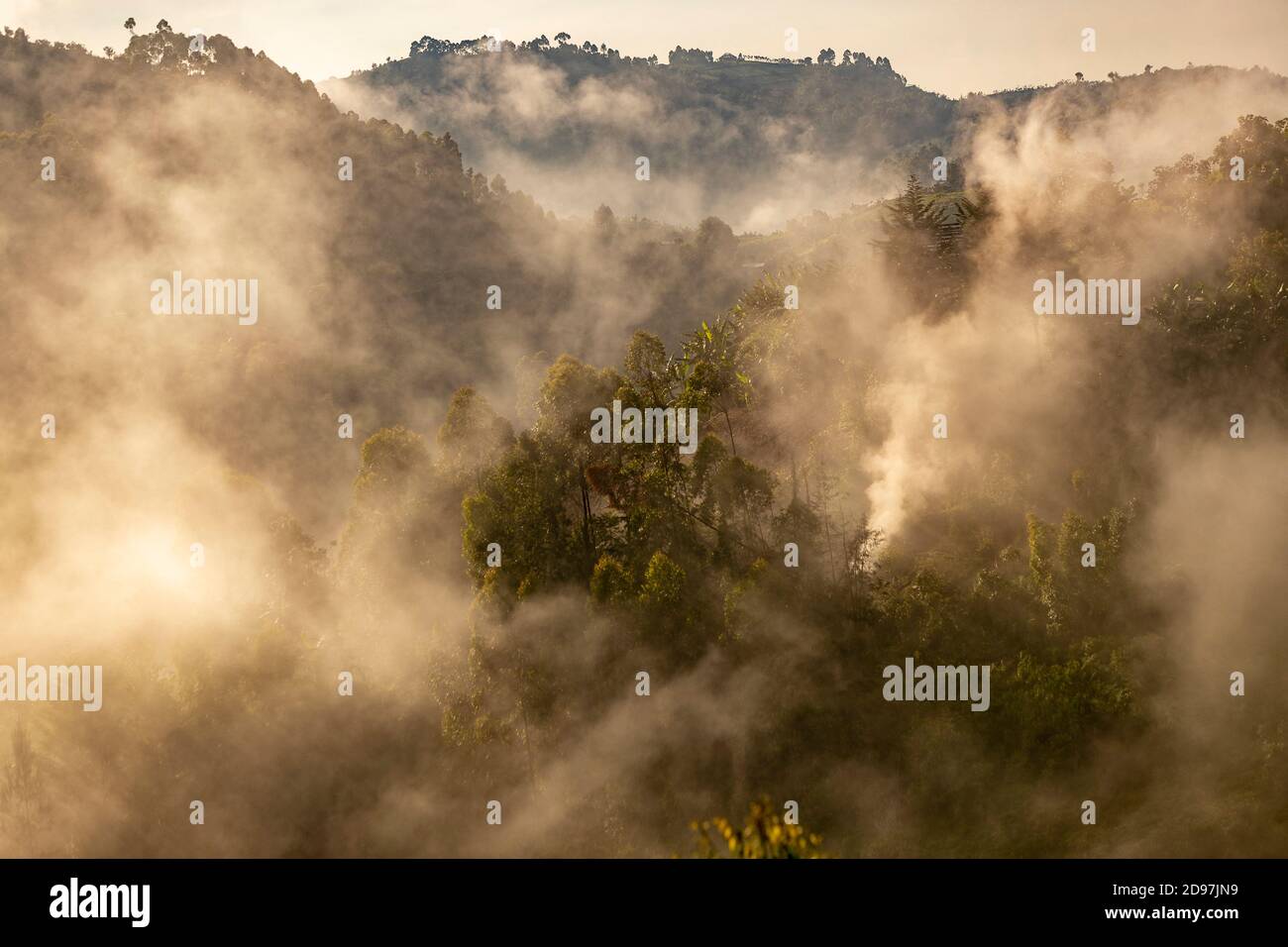 Tropical Rainforest, The rainforest of the Bwindi Impenetrable National ...