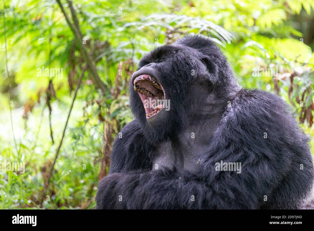 Male gorilla yawning hi-res stock photography and images - Alamy