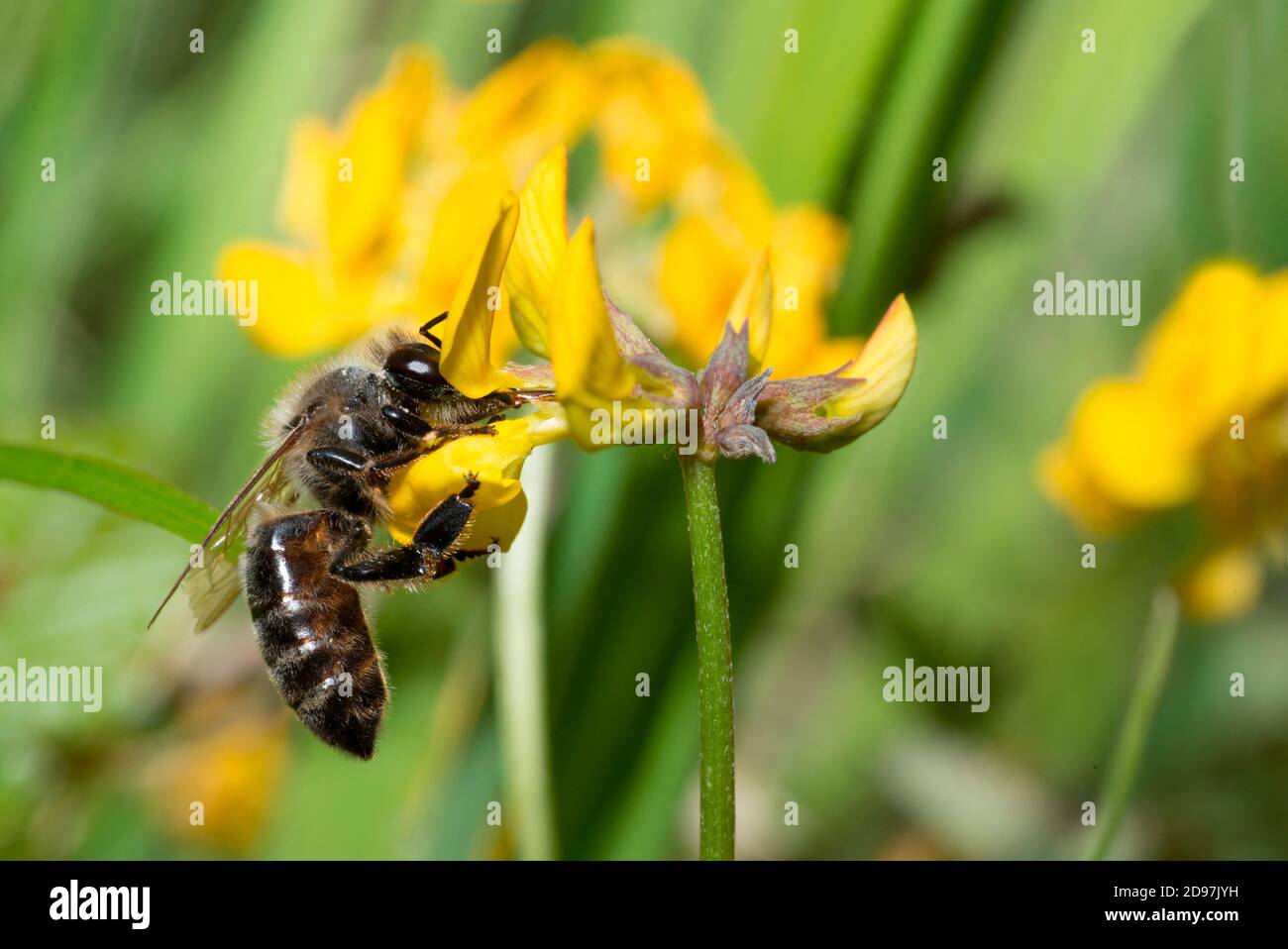 Honey bee side view hi-res stock photography and images - Alamy