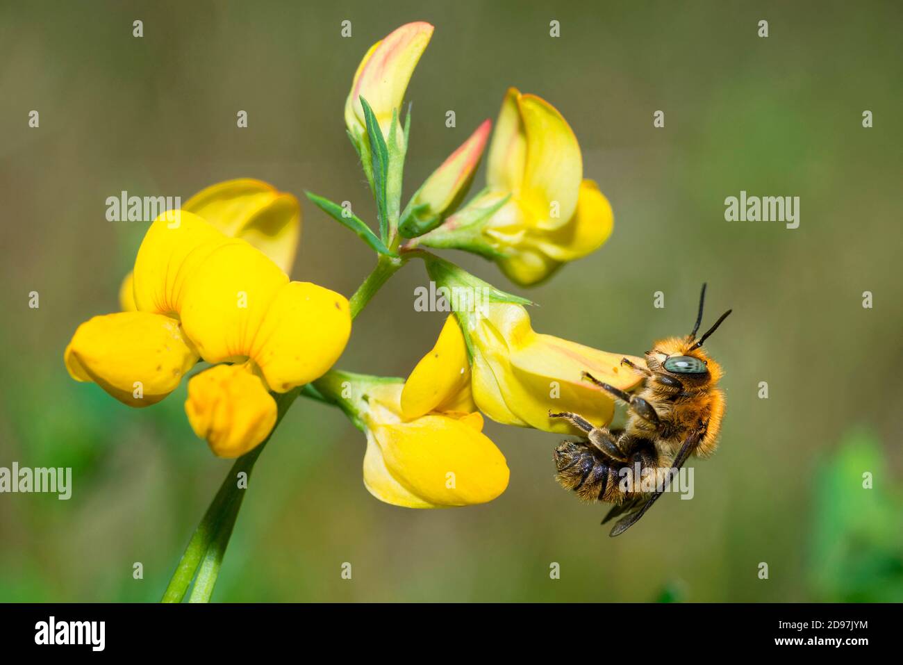Leaf-Cutter Bee (Trachusa byssina) female on Common Bird's-foot-trefoil ...