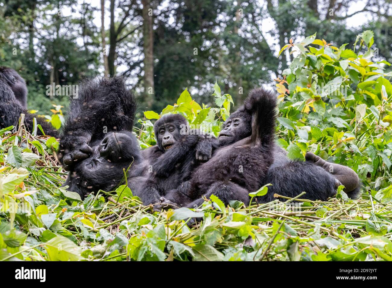 Mountain gorilla (Gorilla beringei beringei), Dominant male with two ...