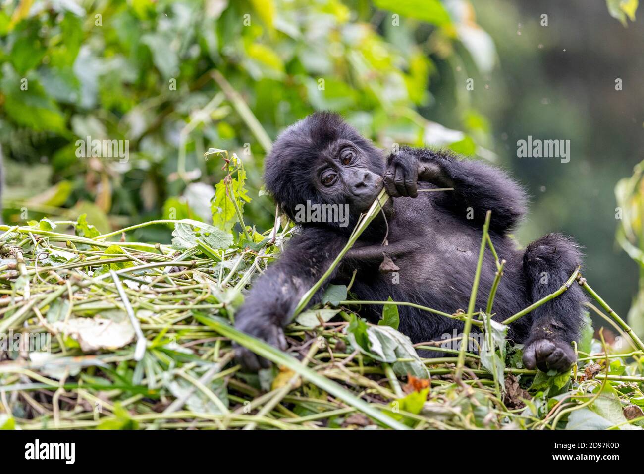 Mountain gorilla (Gorilla beringei beringei), One young, member of the ...