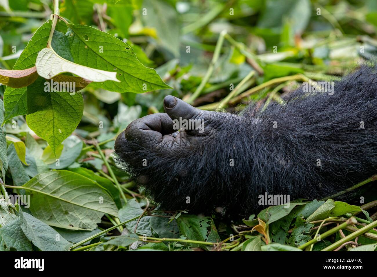 Mountain gorilla (Gorilla beringei beringei), hand detail, Dominant ...