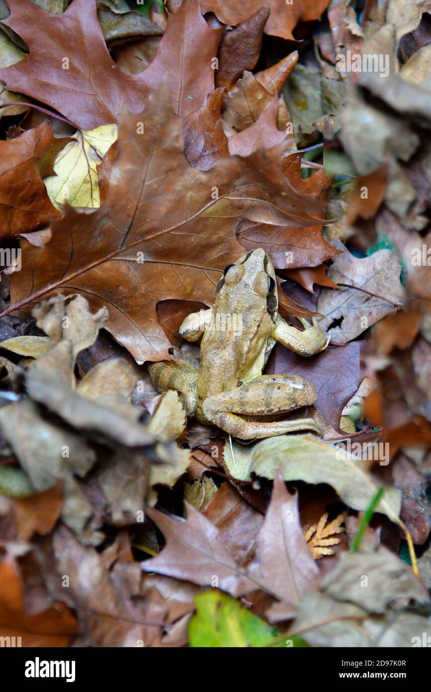 Spring frog rana dalmatina hi-res stock photography and images - Alamy