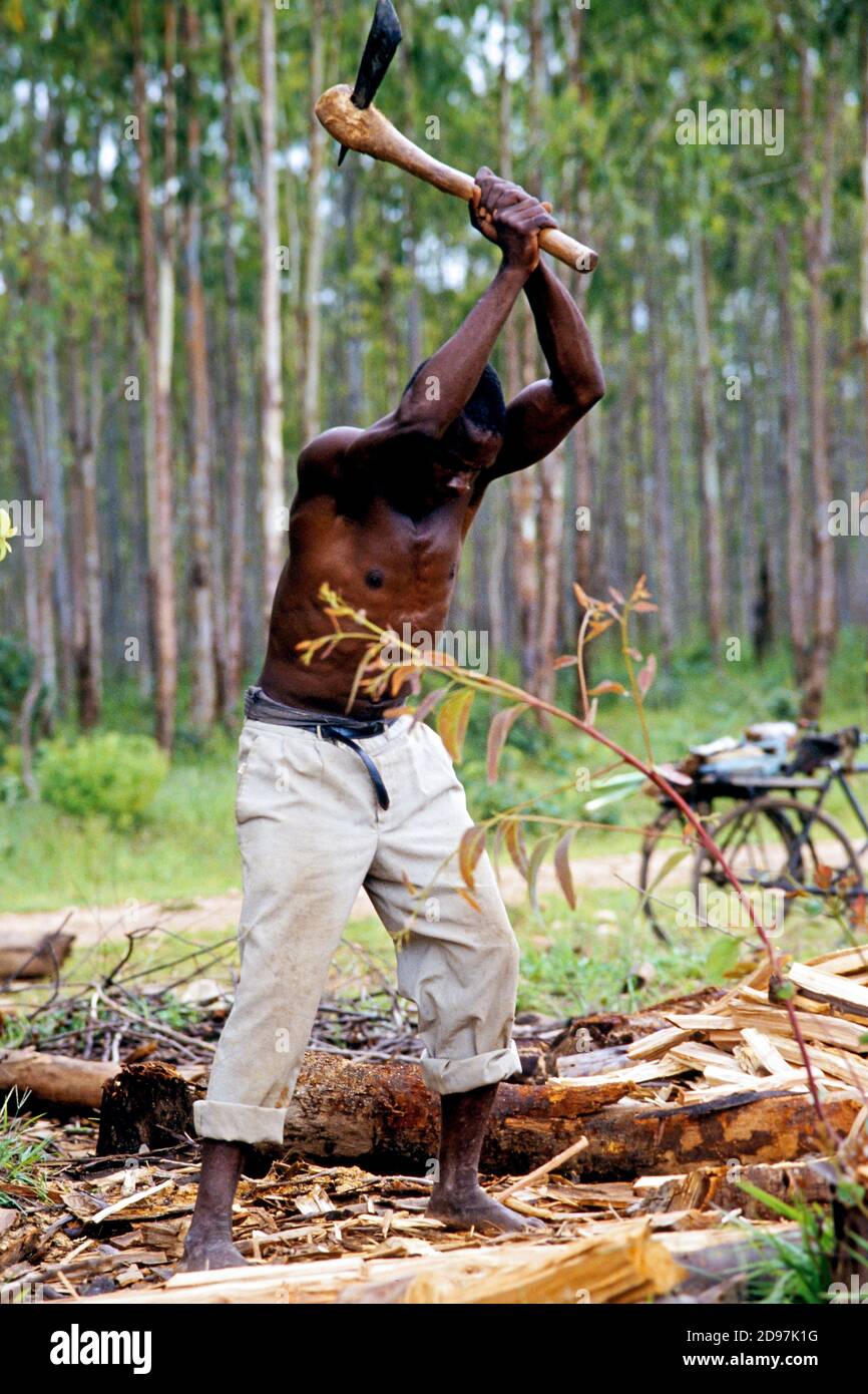 Malawi: Log merchants cut firewood and take them to markets in Lilongwe ...