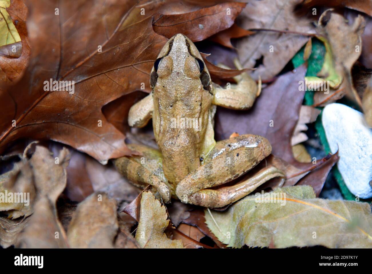Austria, spring frog Stock Photo - Alamy