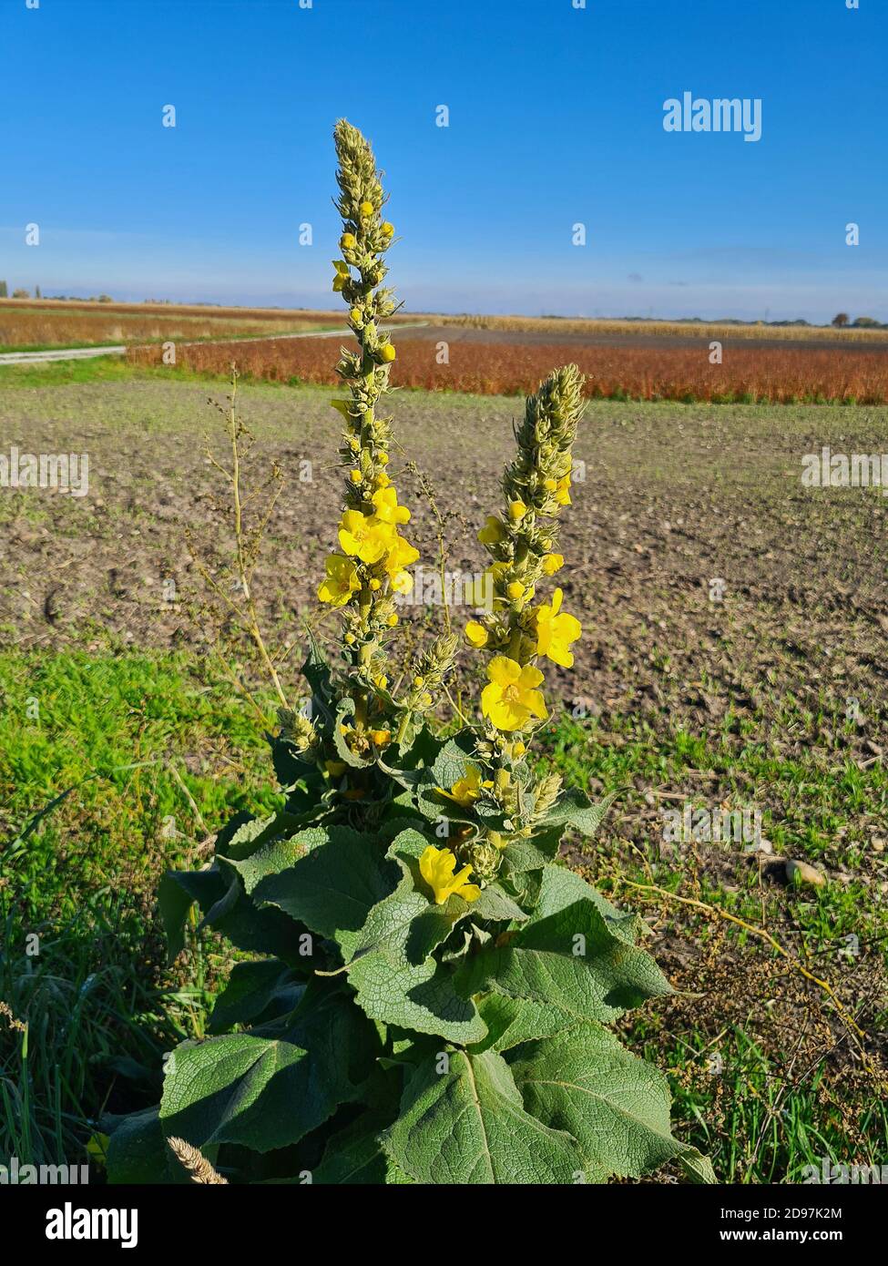 Austria, harvested fields and common mullein flower in Lower Austria ...