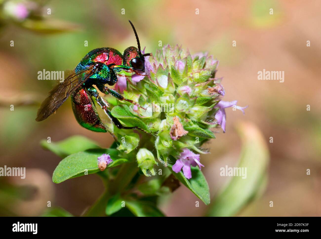 Hedychrum rutilans hi-res stock photography and images - Alamy