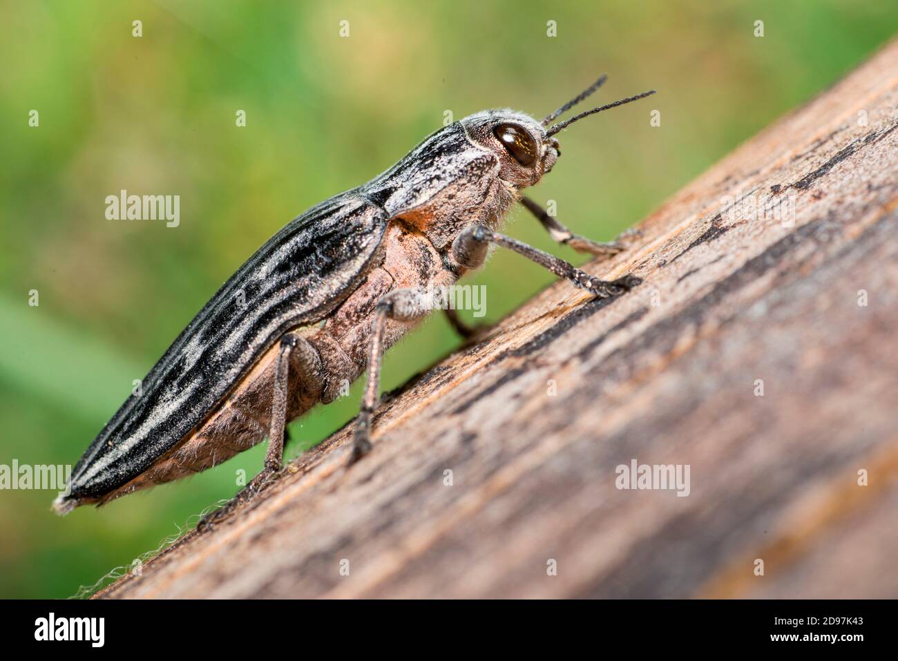 Pine Borer High Resolution Stock Photography and Images - Alamy