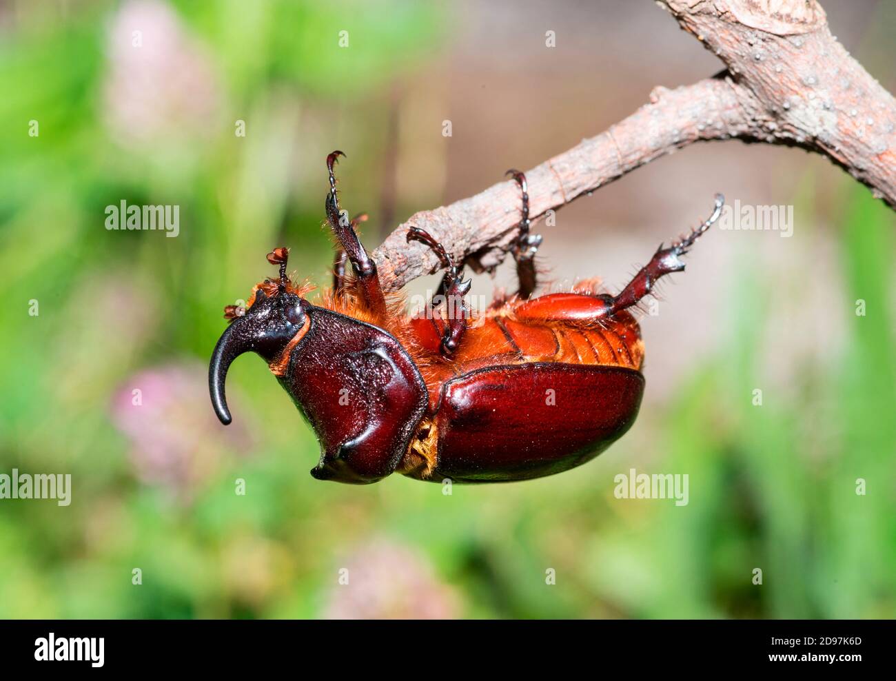 European rhinoceros beetle (Oryctes nasicornis), Vosges du Nord ...