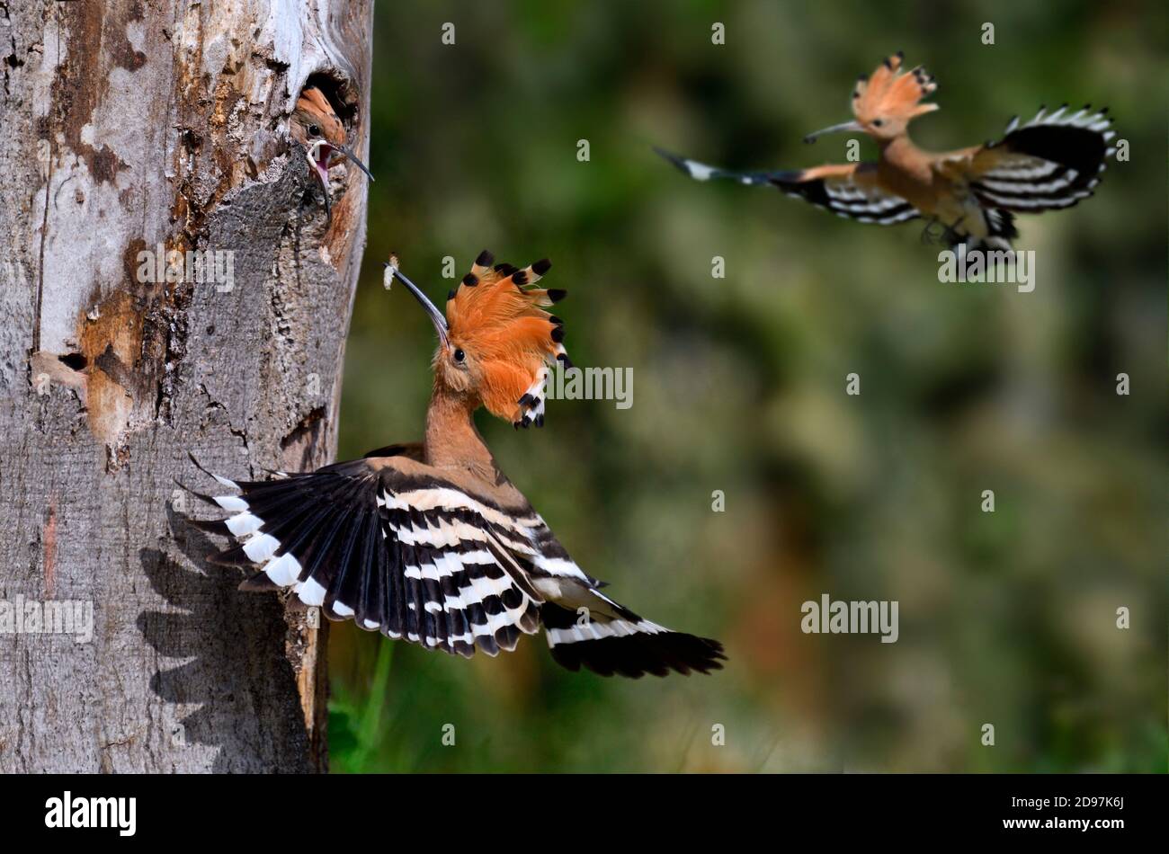 Hoopoe (Upupa epops), Flying male and female feeding a young at the ...