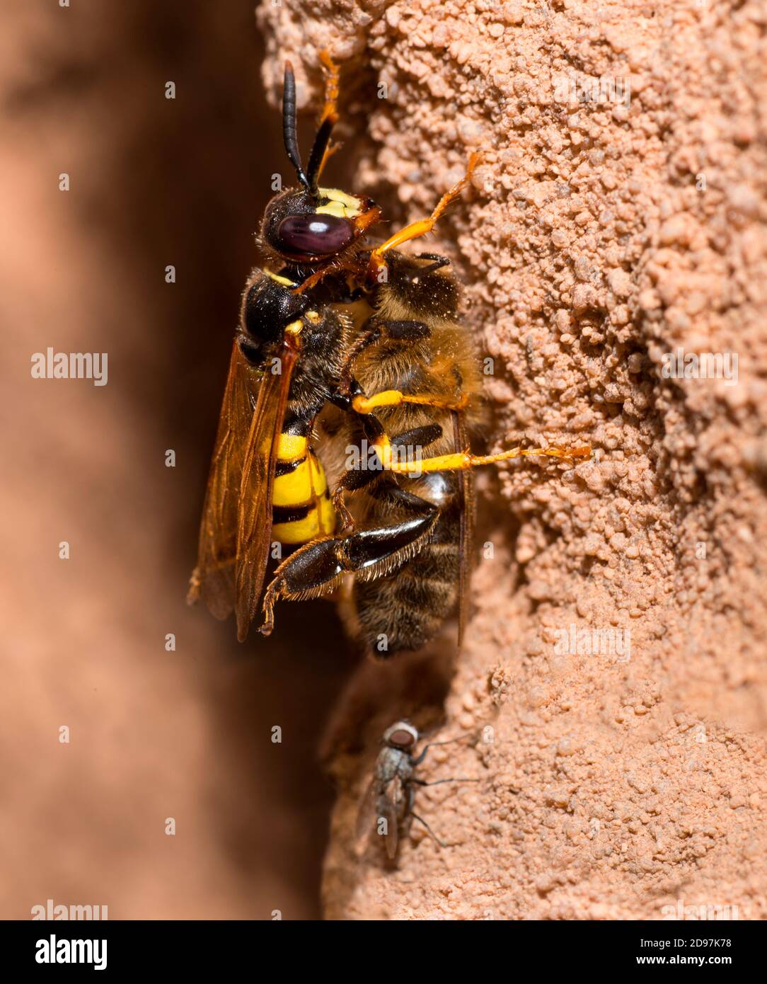 European beewolf (Philanthus triangulum) female carrying a honey bee ...