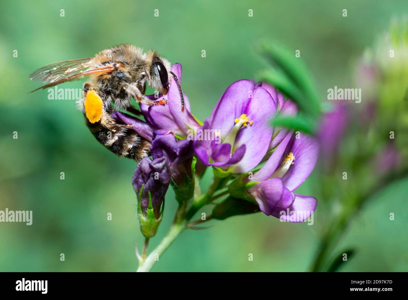 Alfalfa flowers hi-res stock photography and images - Alamy