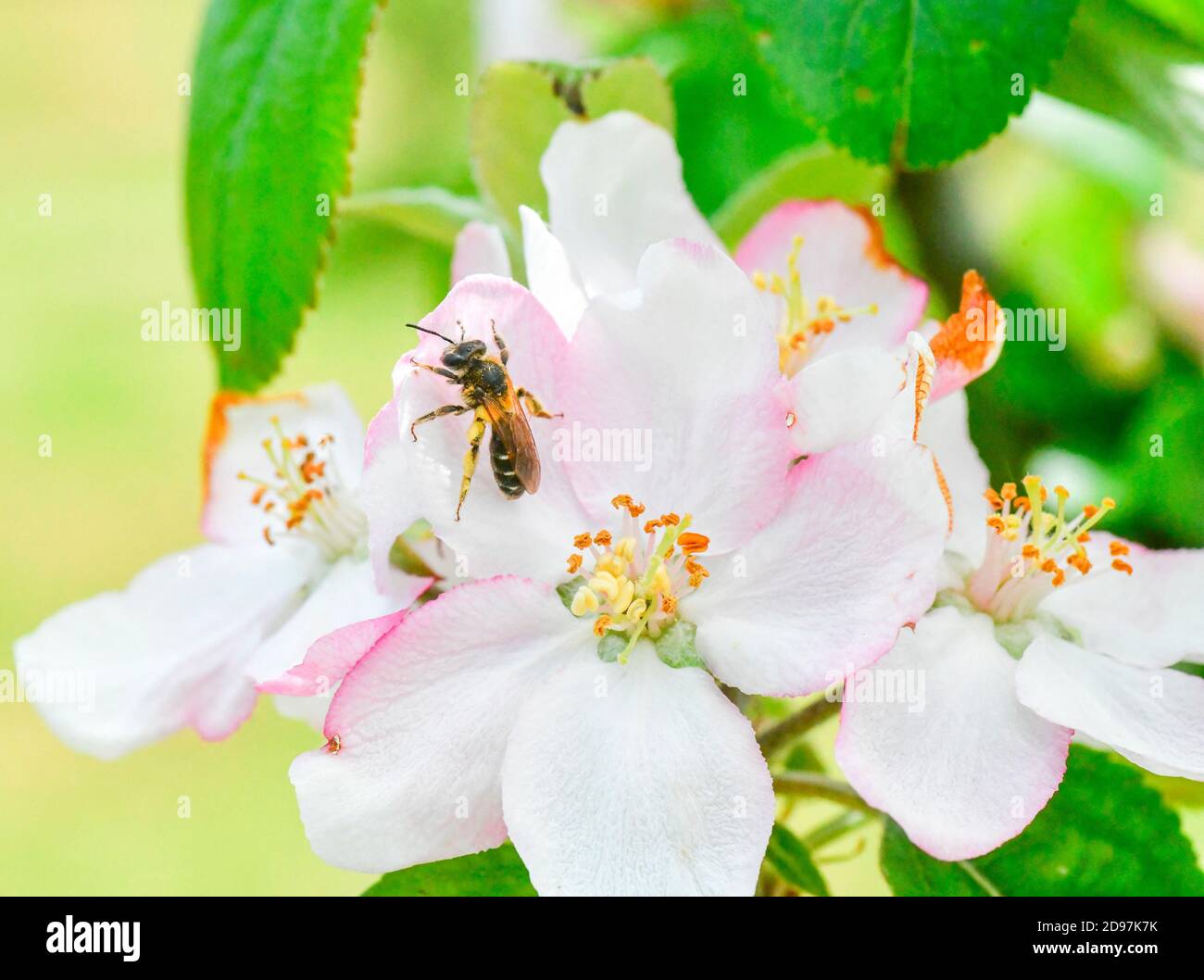 Apple blossom bee hi-res stock photography and images - Alamy
