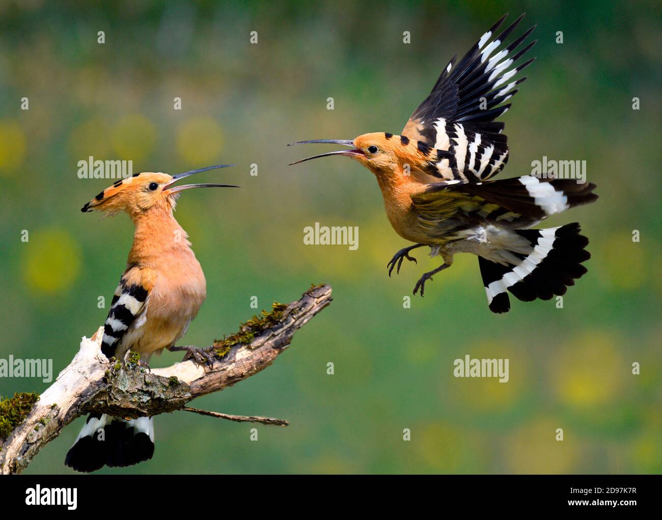 Hoopoe fly hi-res stock photography and images - Alamy
