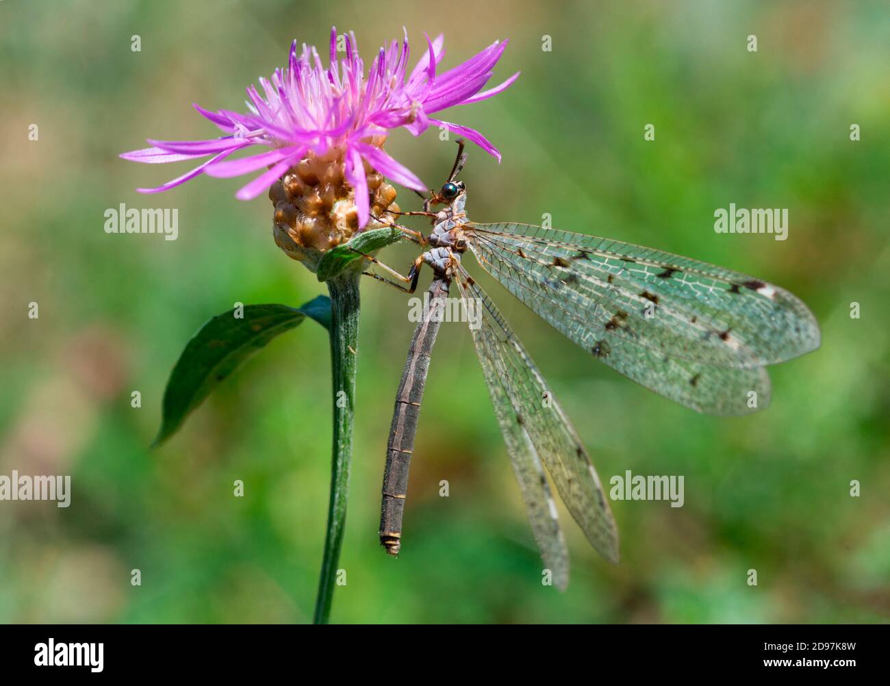 Common antlion pit (Myrmeleon formicarius) on kanpweed flower, Vosges ...