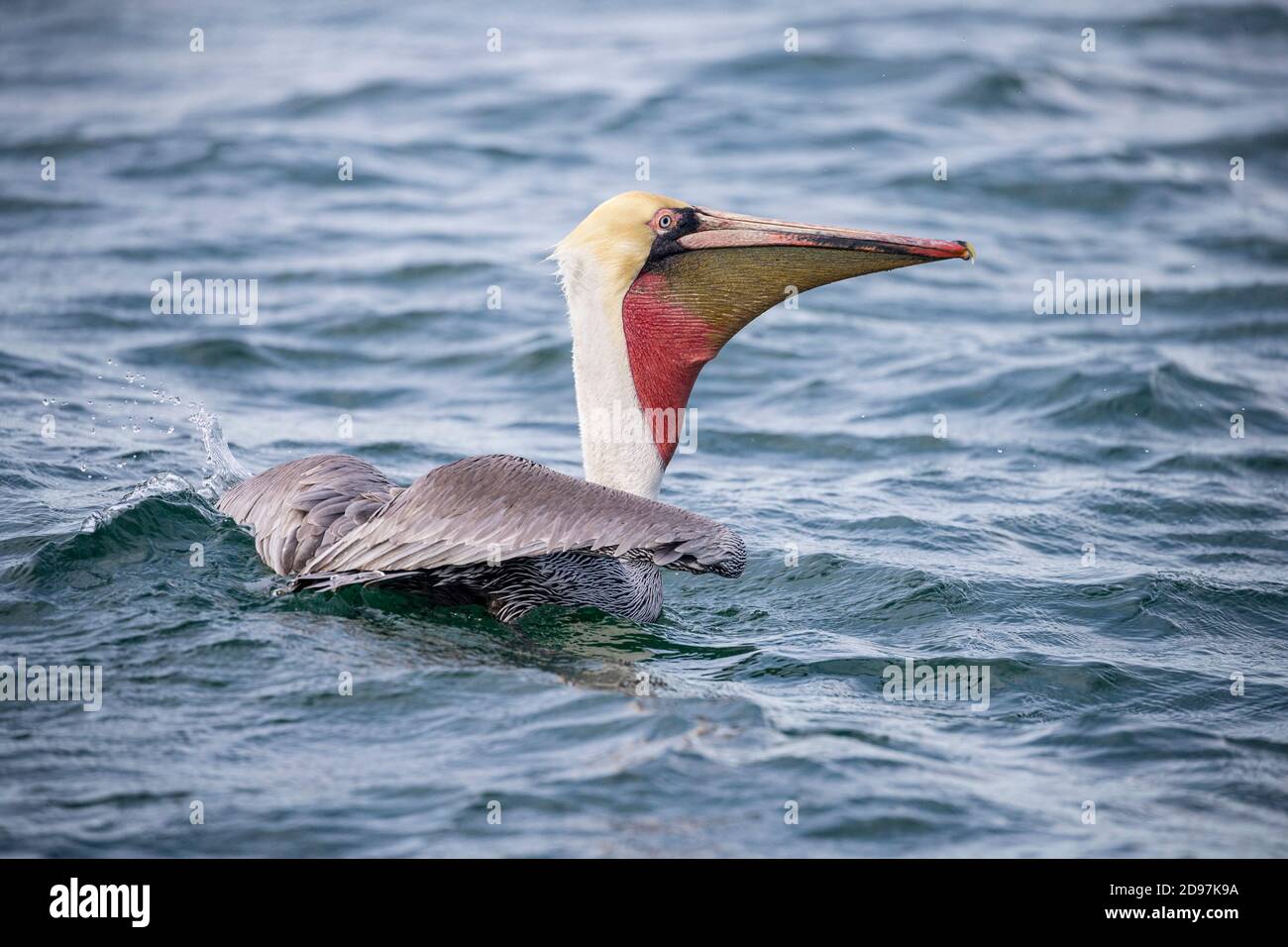 Male Brown pelican (Pelecanus occidentalis), Eastern Pacific Ocean ...