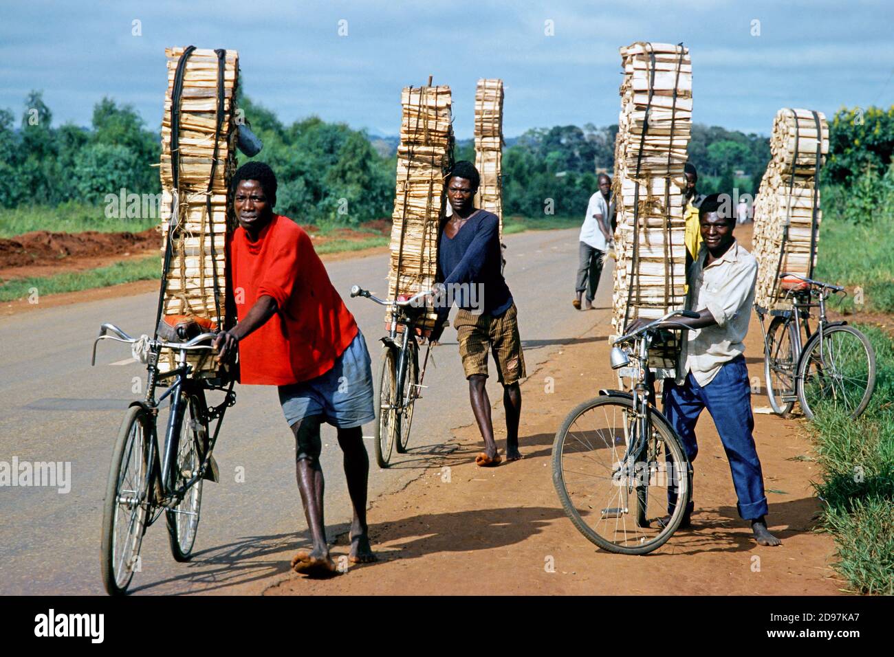 Malawi: Log merchants cut firewood and take them on their bicycles to ...