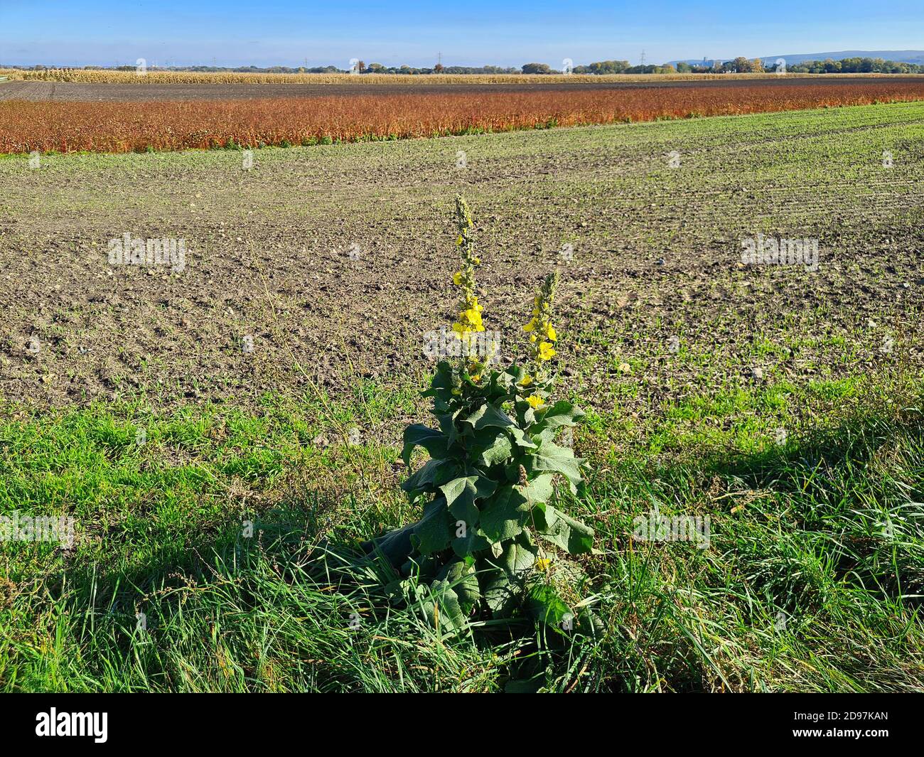 Austria, harvested fields and common mullein flower in Lower Austria ...